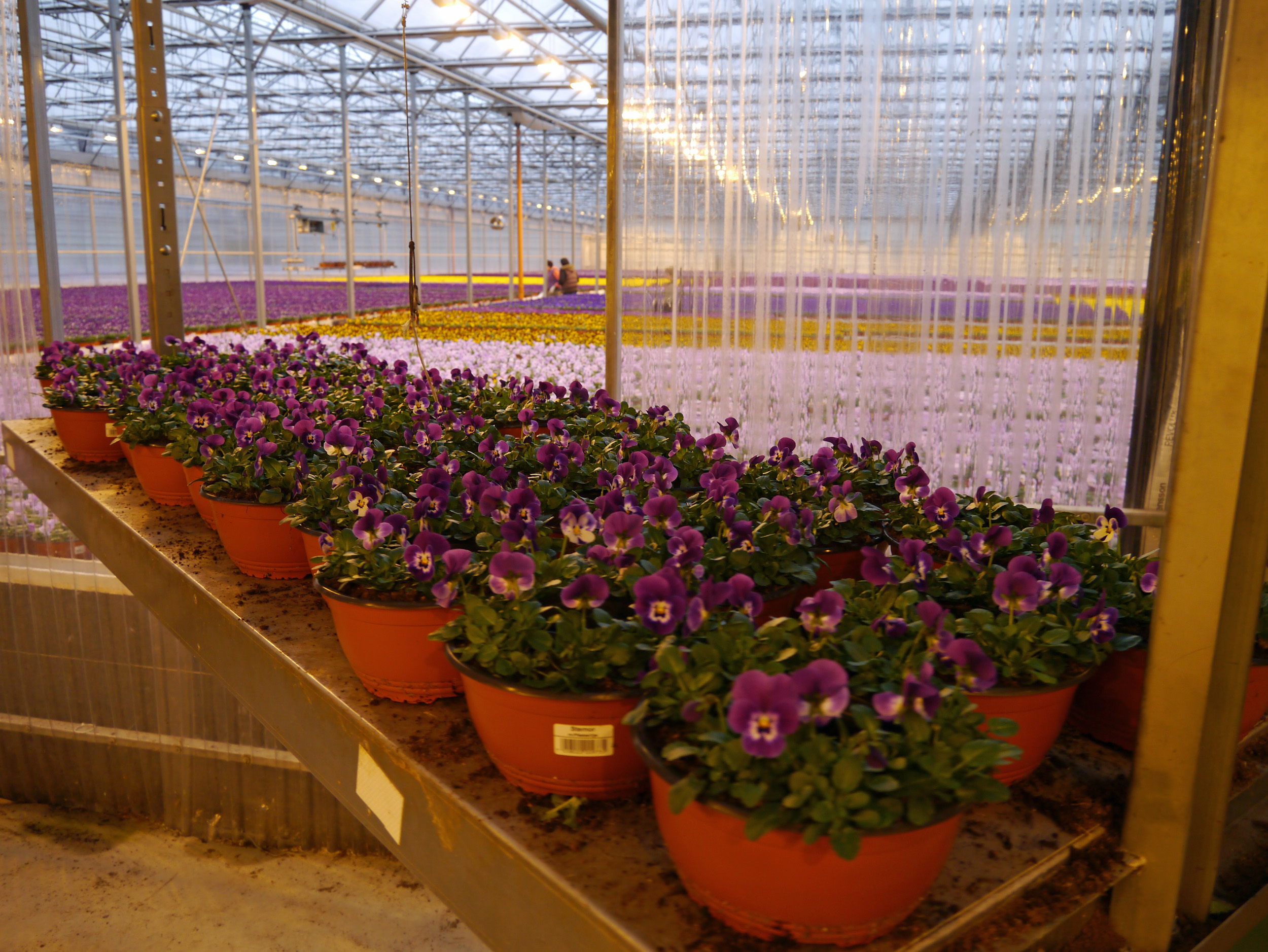 gartneri fylt med stemor | OBP - Opplysningskontoret for blomster og ...