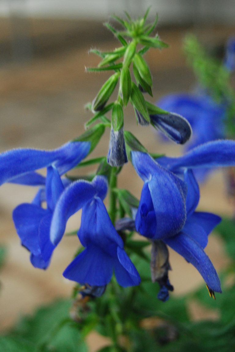 Blå salvie Salvia patens | OBP - Opplysningskontoret for blomster og ...