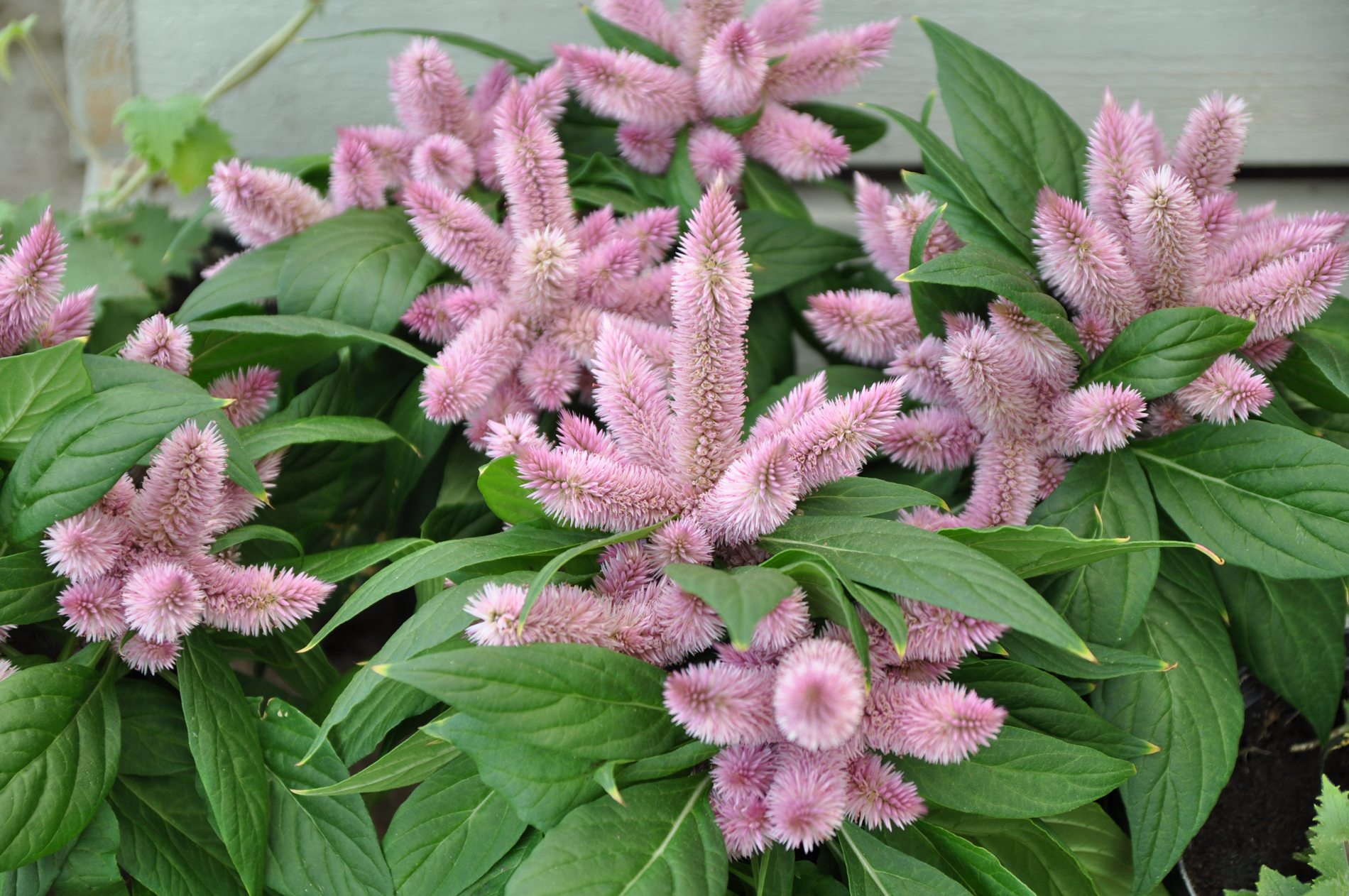 Hanekam, eller Celosia er en praktfull og fremmedartet blomst | OBP ...