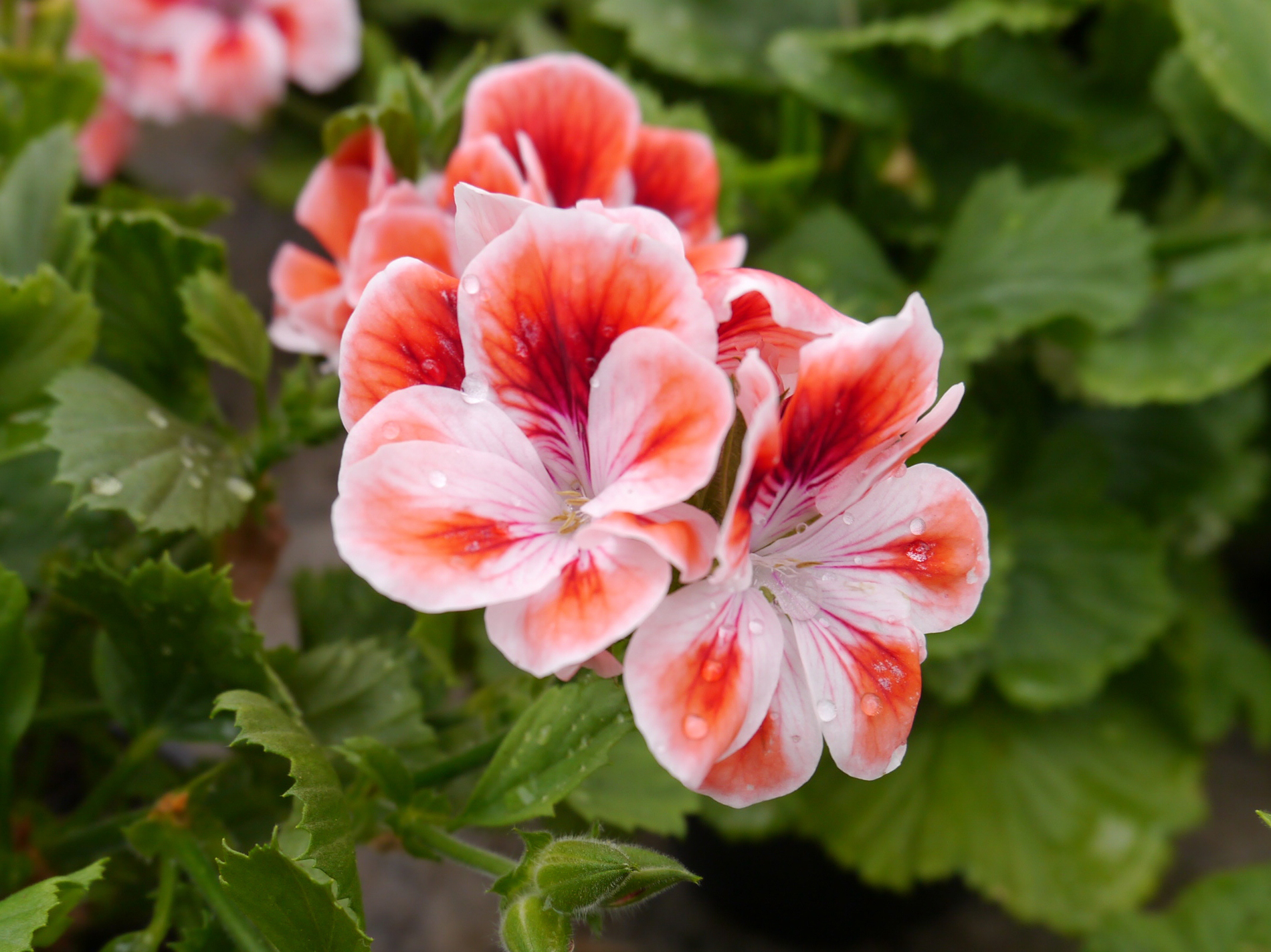 Tofarget Engelsk Pelargonium | OBP - Opplysningskontoret for blomster ...