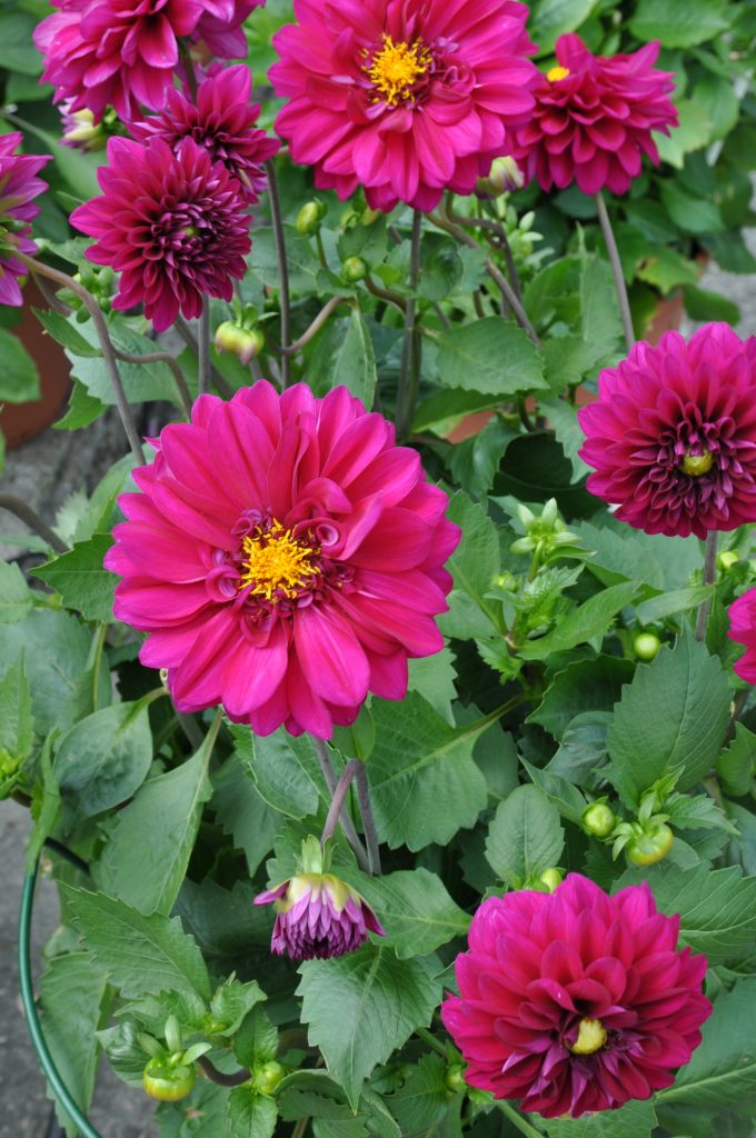 Lilla georginer | OBP - Opplysningskontoret for blomster og planter