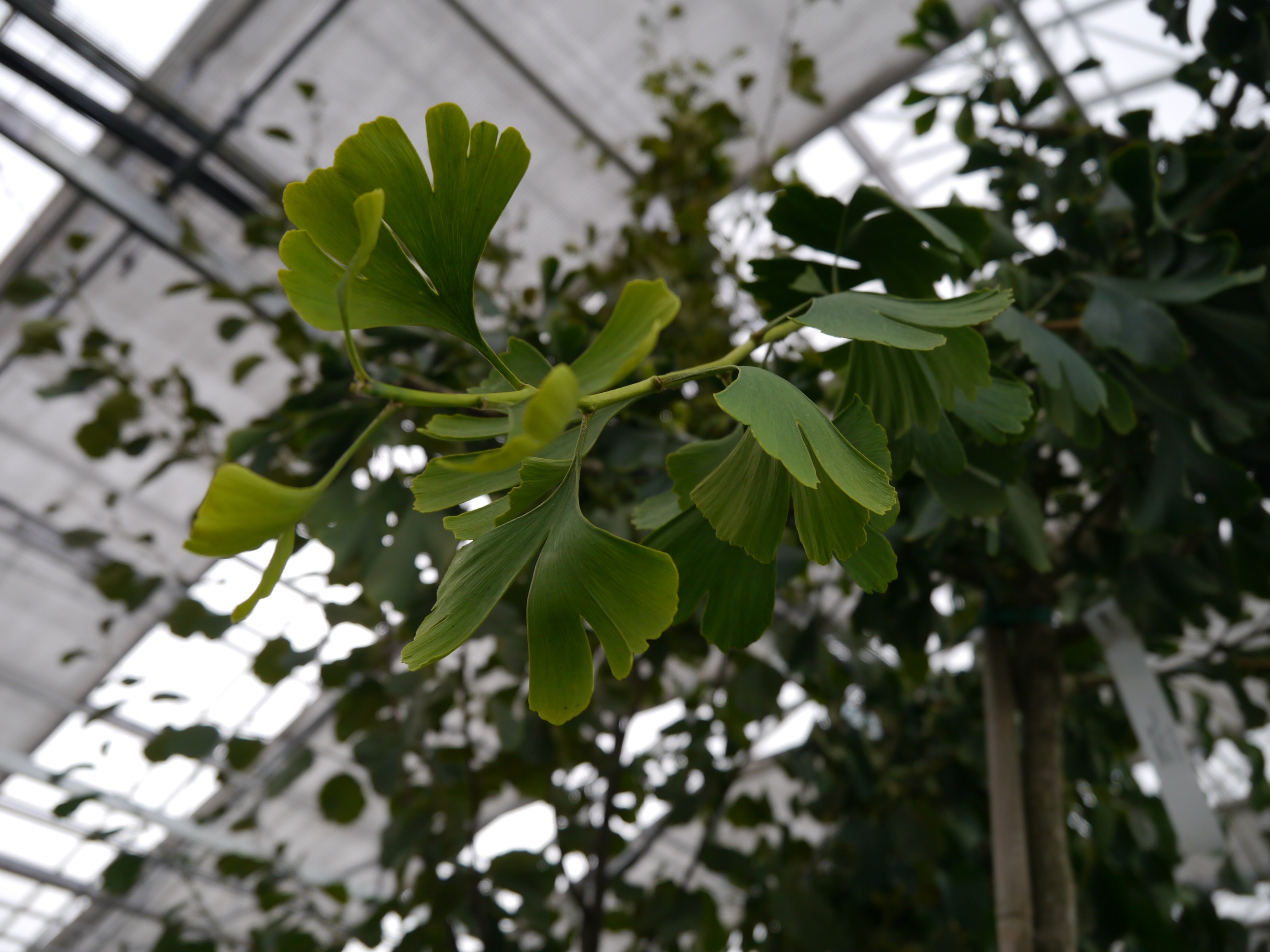 Ginko biloba pendula | OBP - Opplysningskontoret for blomster og planter