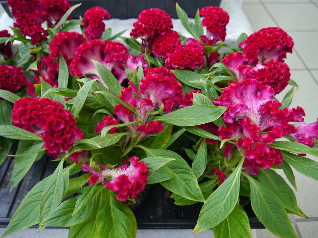 Hanekam, eller Celosia er en praktfull og fremmedartet blomst | OBP ...