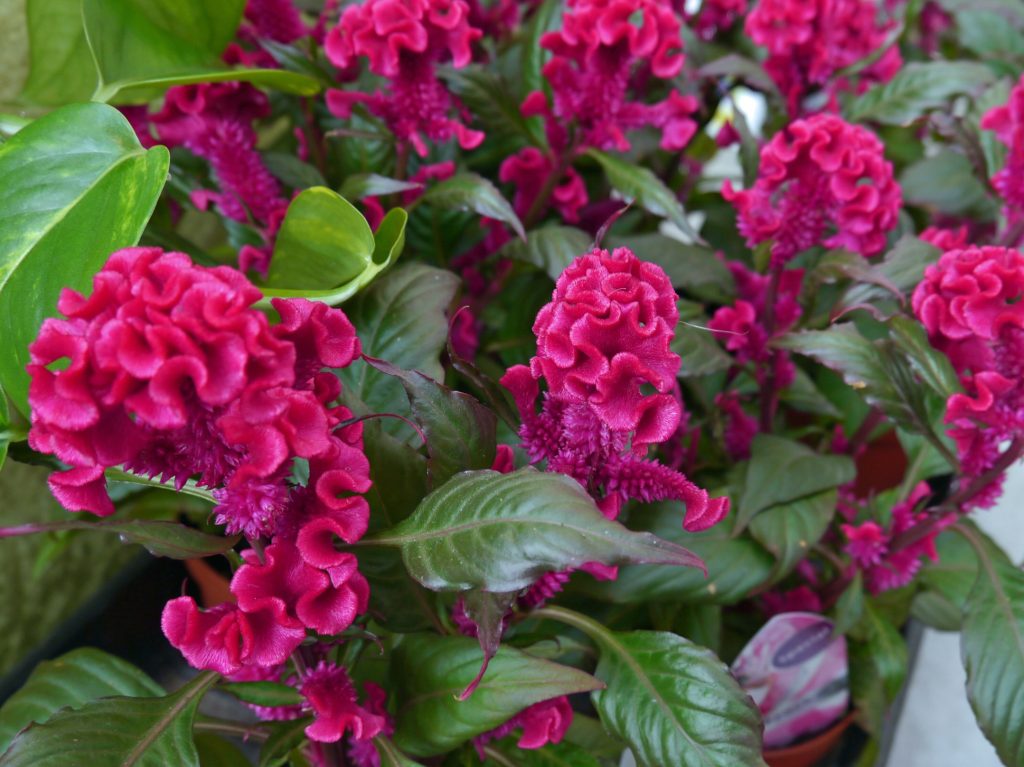 Hanekam, eller Celosia er en praktfull og fremmedartet blomst | OBP ...