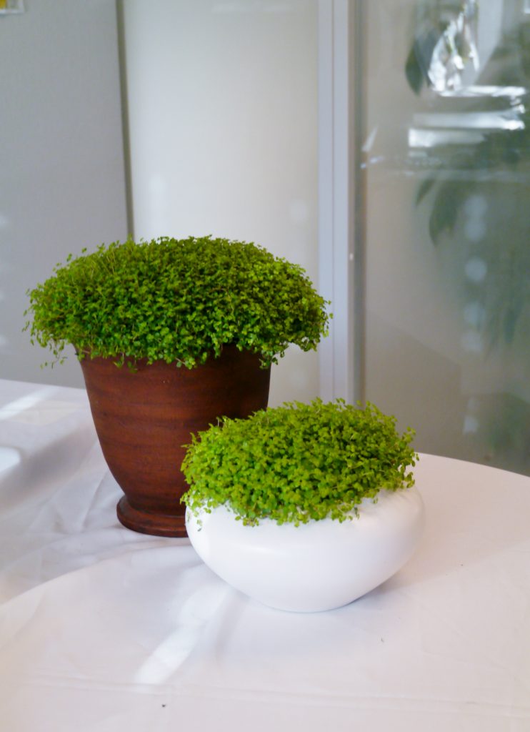 Husfred, Soleirolia soleirolii | OBP - Opplysningskontoret for blomster ...