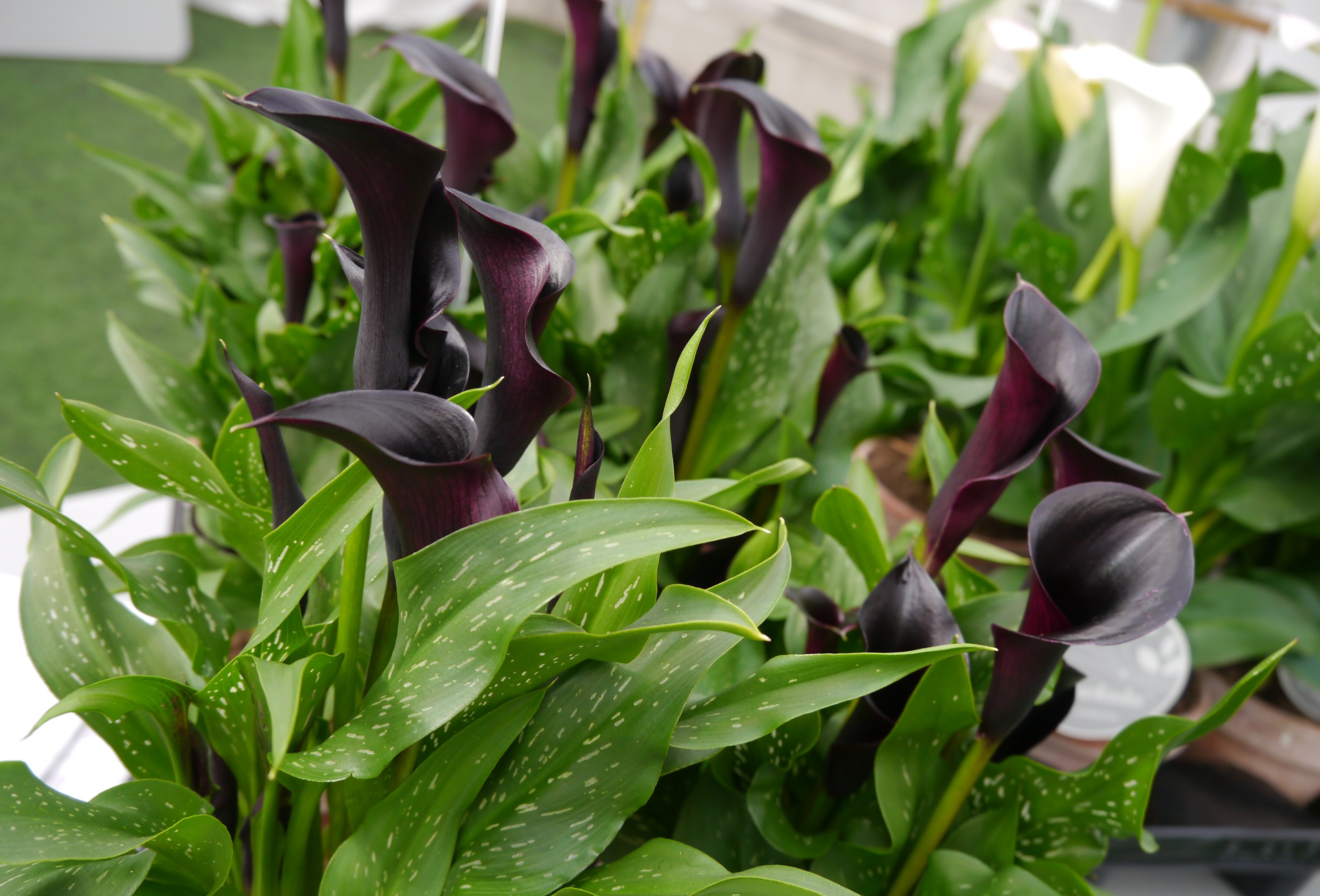 Kala, Zantedeschia | OBP - Opplysningskontoret for blomster og planter