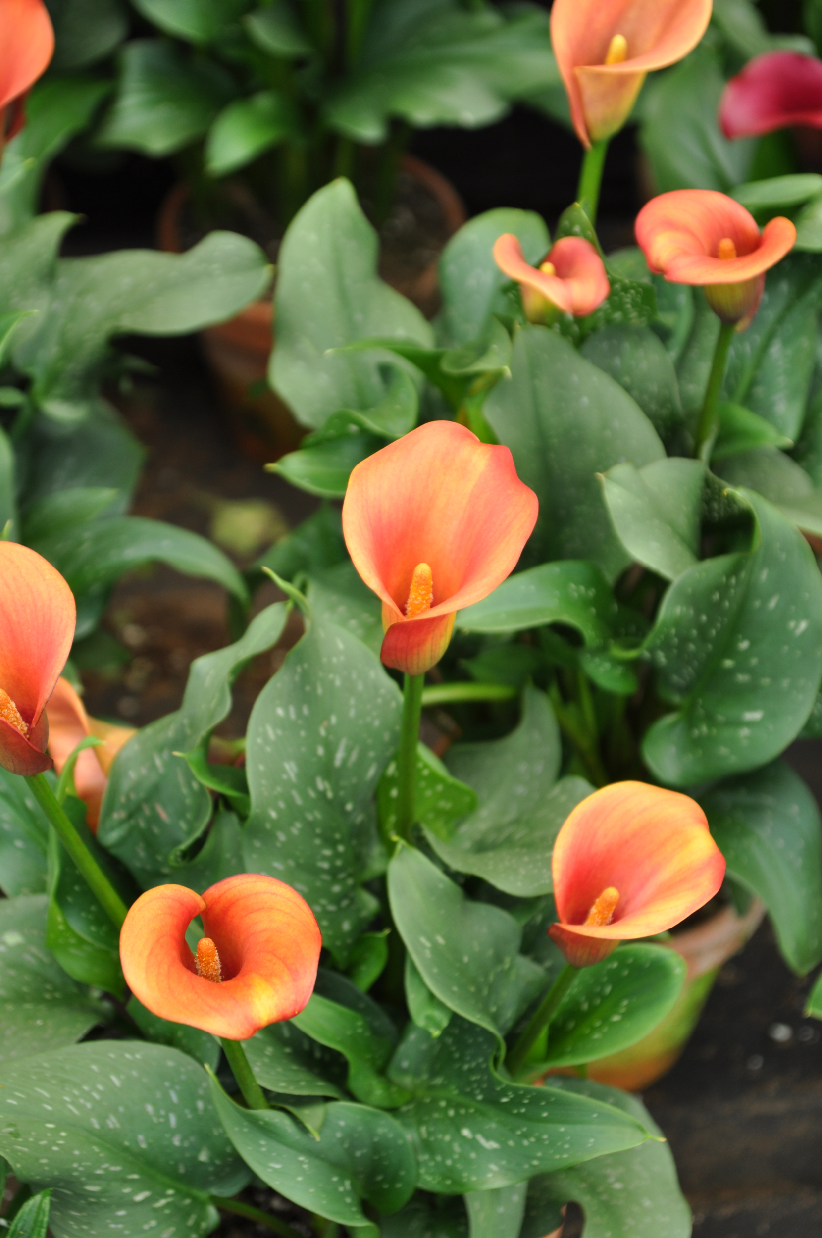 Kala, Zantedeschia | OBP - Opplysningskontoret for blomster og planter