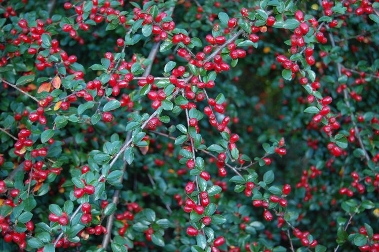 Krypmispel, Cotoneaster med bær | OBP - Opplysningskontoret for ...