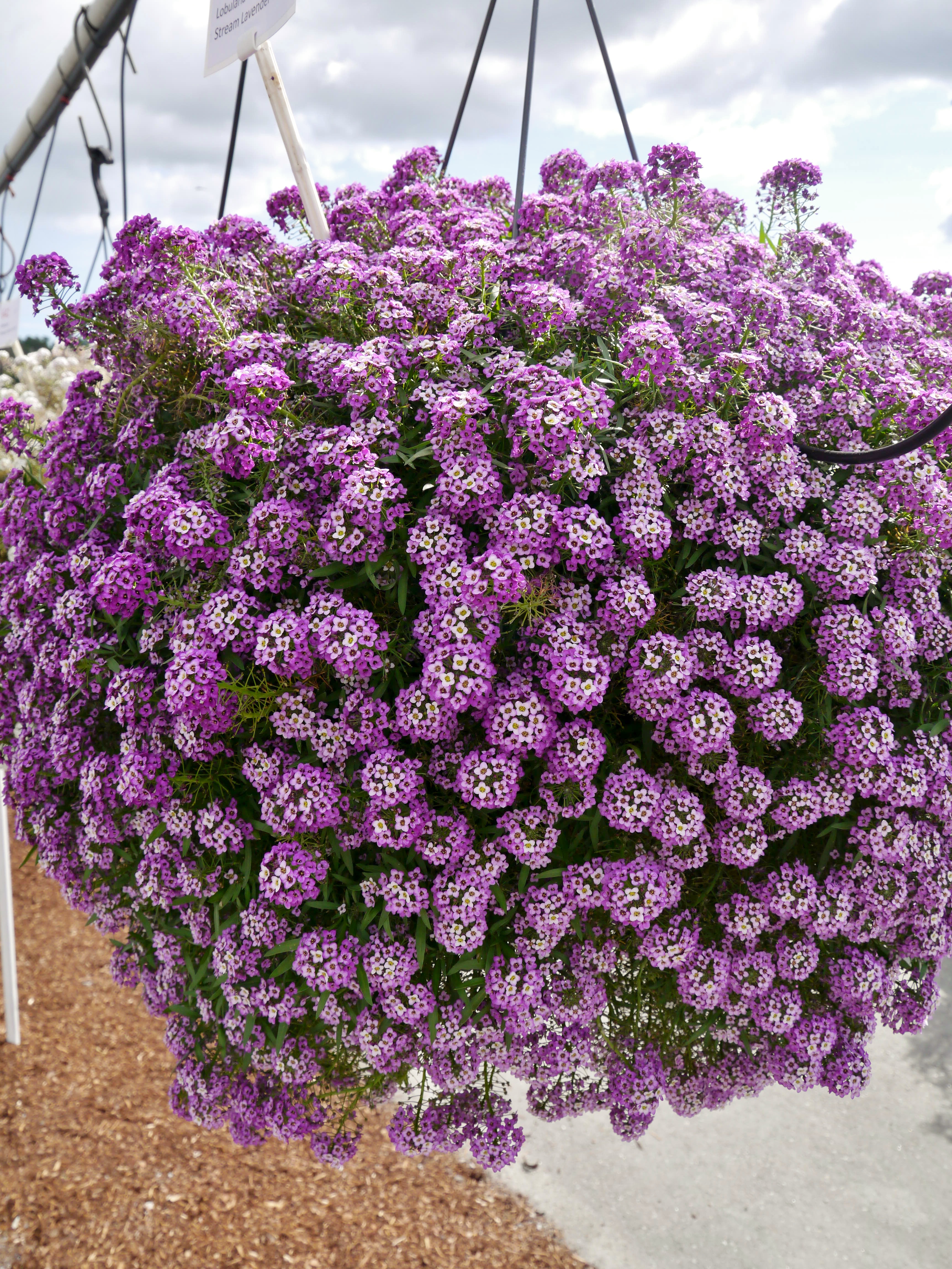 Lobularia | OBP - Opplysningskontoret for blomster og planter