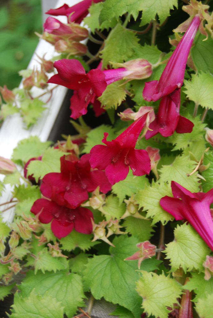 Lofus | OBP - Opplysningskontoret for blomster og planter