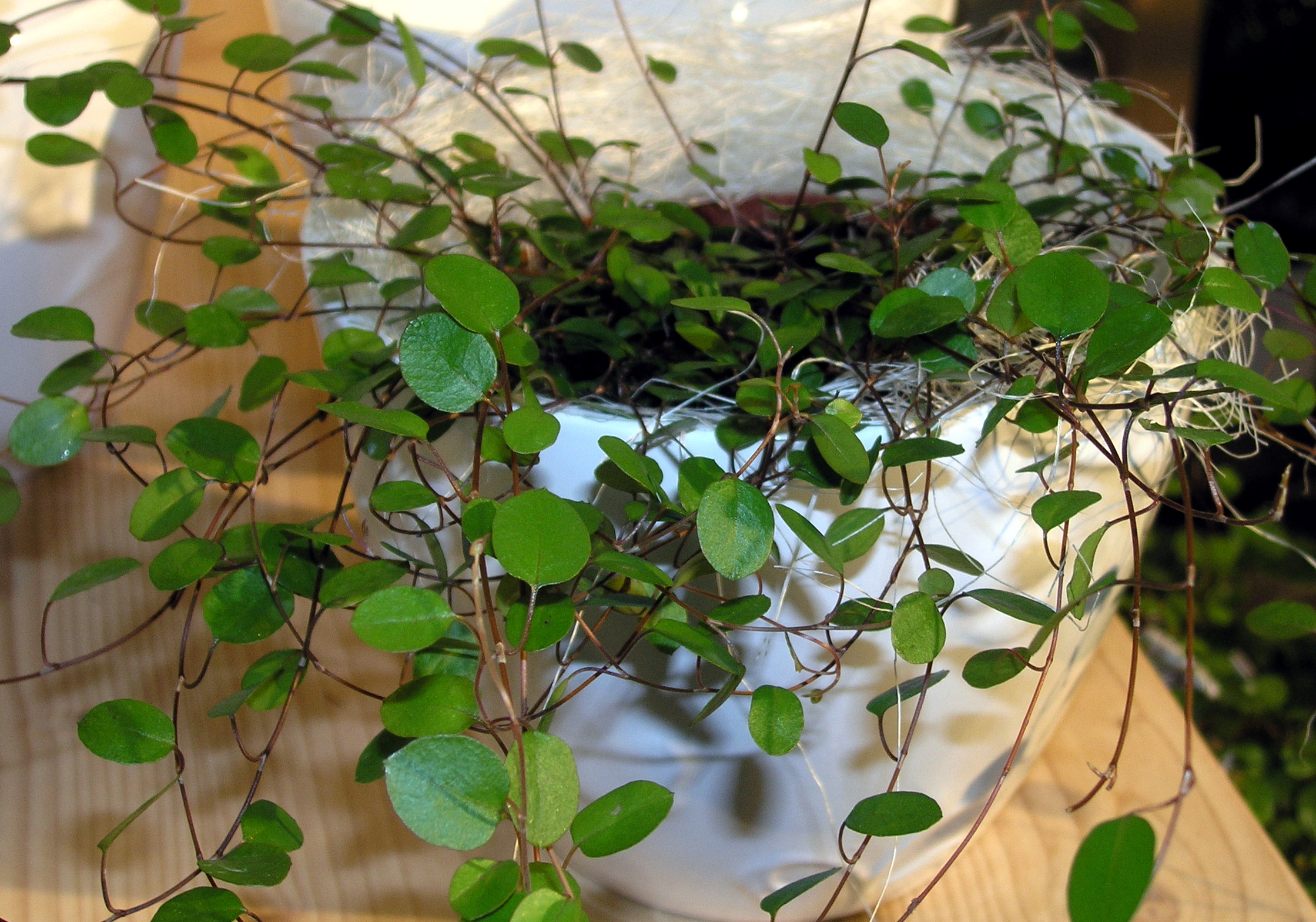 Muhlenbeckia, pletter i luften | OBP - Opplysningskontoret for blomster ...
