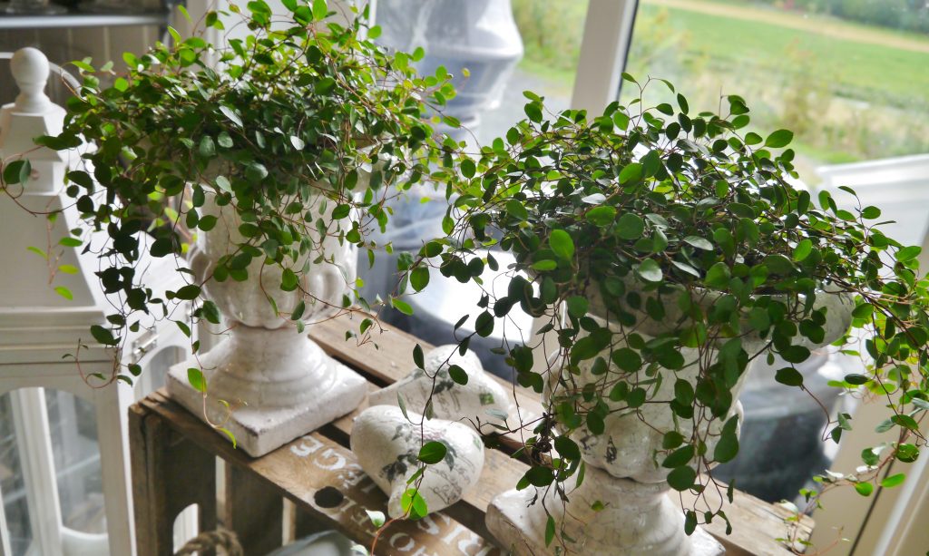 Pletter i luften i vase | OBP - Opplysningskontoret for blomster og planter