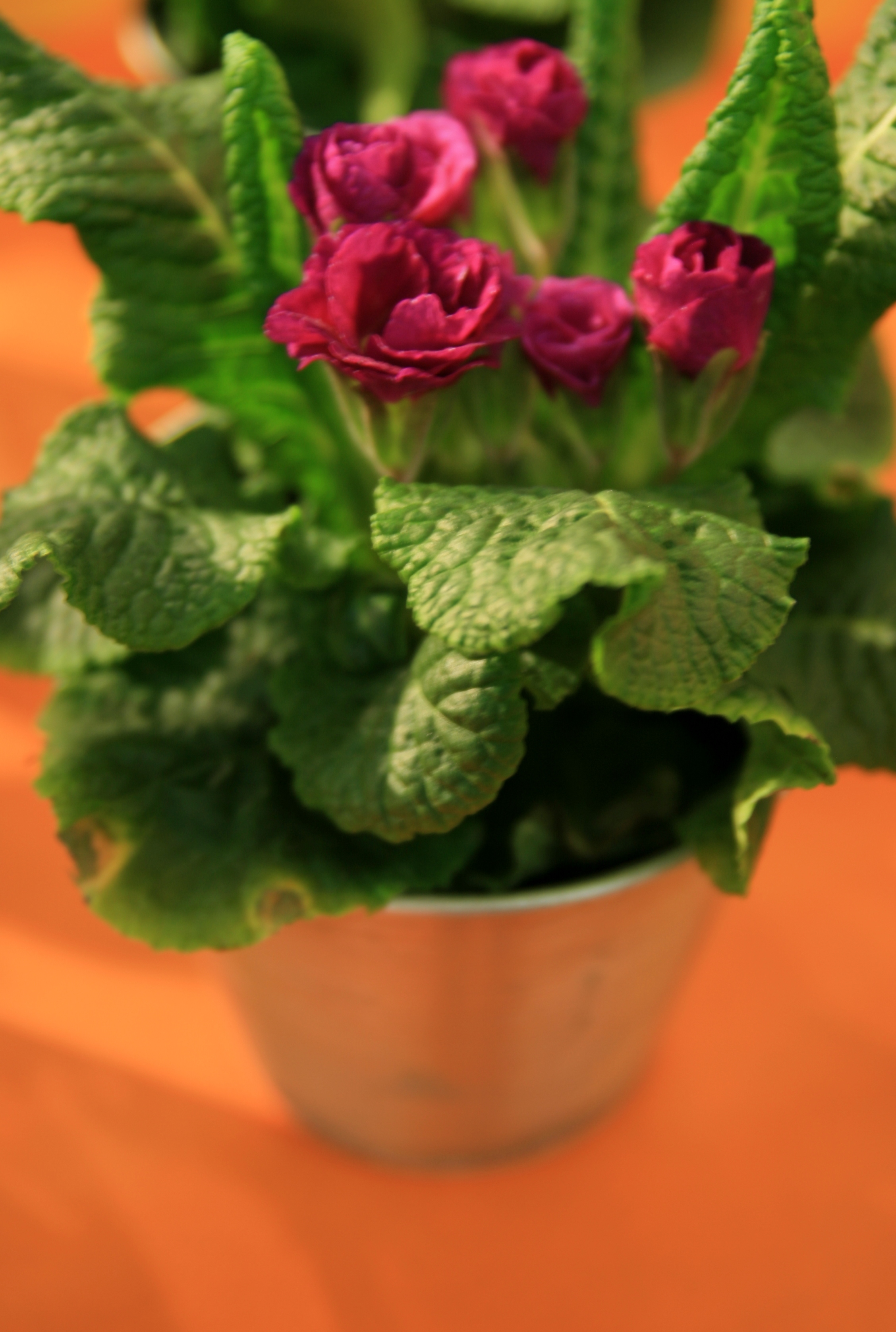 Primula, lilla | OBP - Opplysningskontoret for blomster og planter