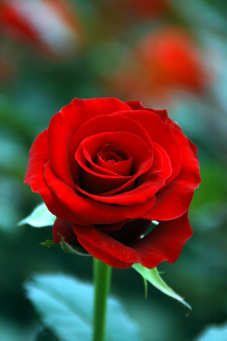 En enkel rød rose gir jeg deg… | OBP - Opplysningskontoret for blomster ...