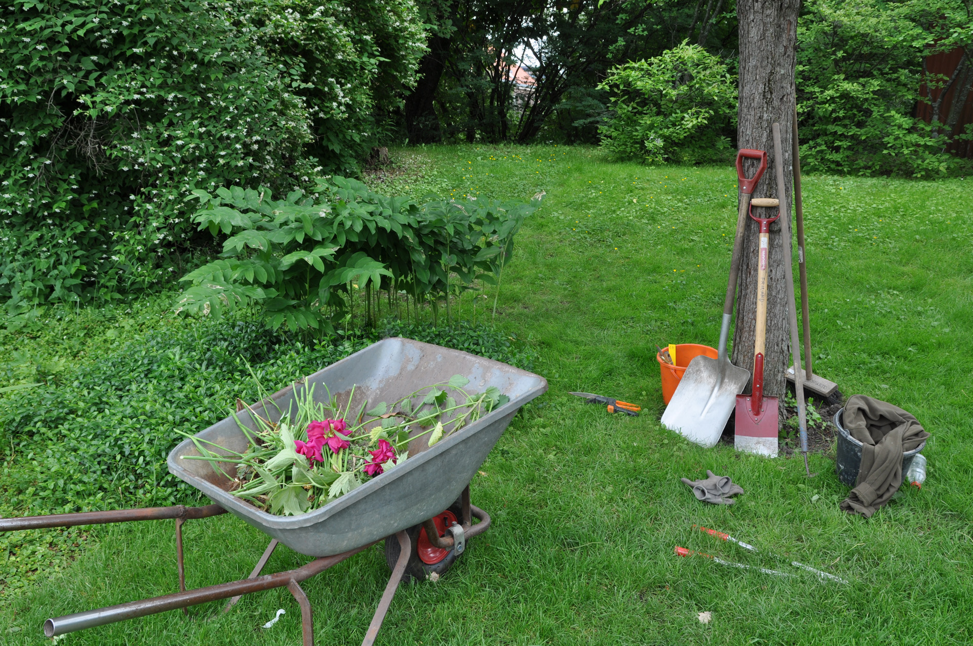 Rydde i hagen | OBP - Opplysningskontoret for blomster og planter