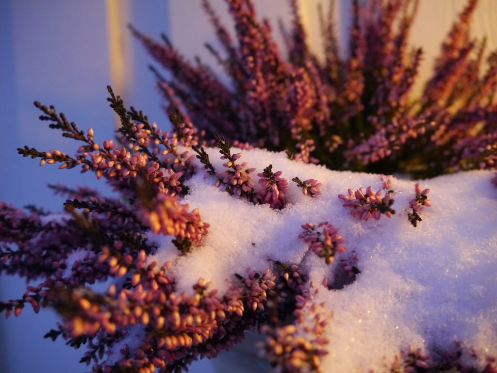 Lyng dekket av snø | OBP - Opplysningskontoret for blomster og planter