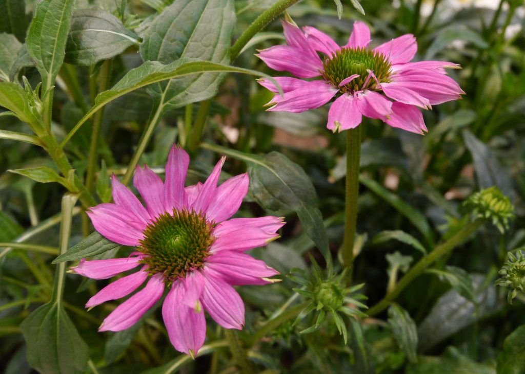 Rosa Solhatt | OBP - Opplysningskontoret for blomster og planter