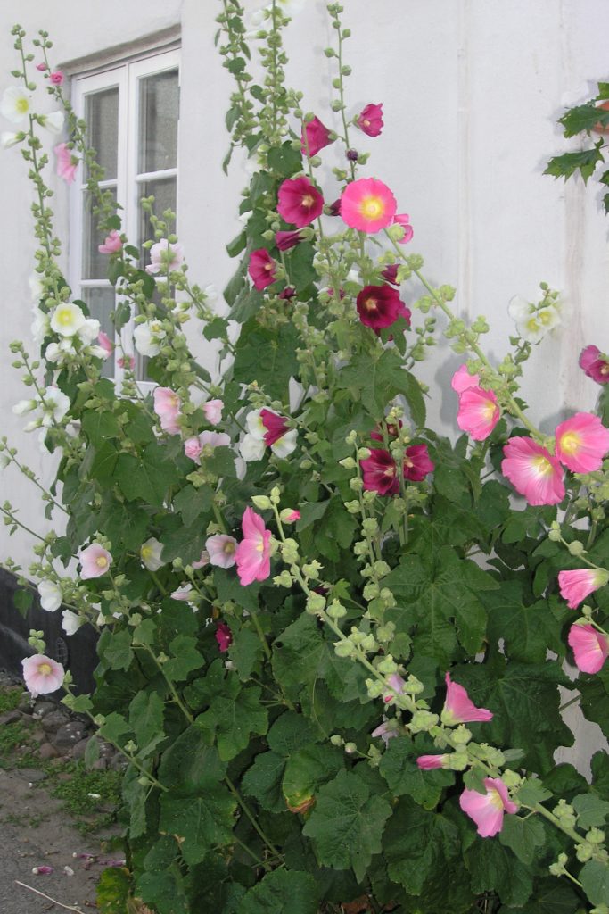 Stokkroser langs husveggen | OBP - Opplysningskontoret for blomster og ...