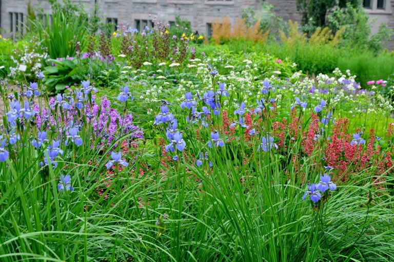 Staudebed | OBP - Opplysningskontoret for blomster og planter