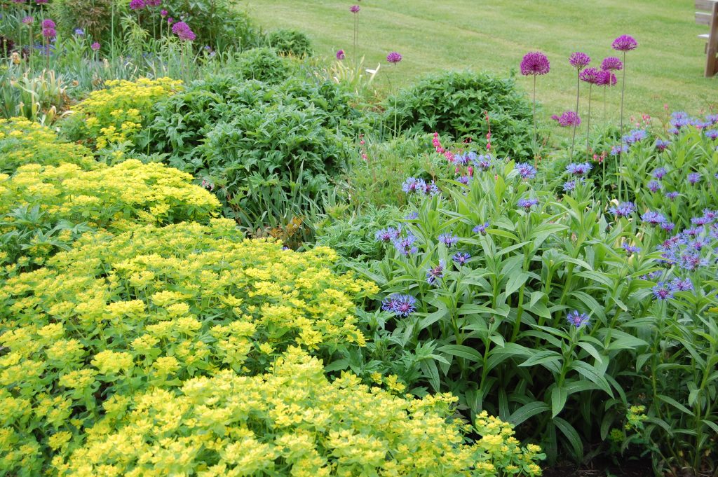 Staudebed | OBP - Opplysningskontoret for blomster og planter