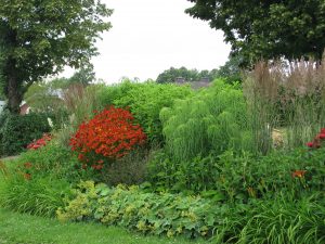 Staudebed | OBP - Opplysningskontoret for blomster og planter