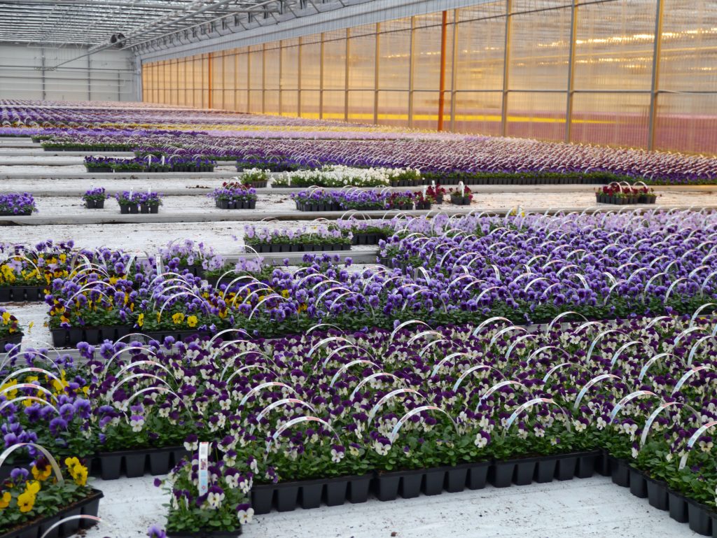 Stemor 10-pakning i produksjon | OBP - Opplysningskontoret for blomster ...