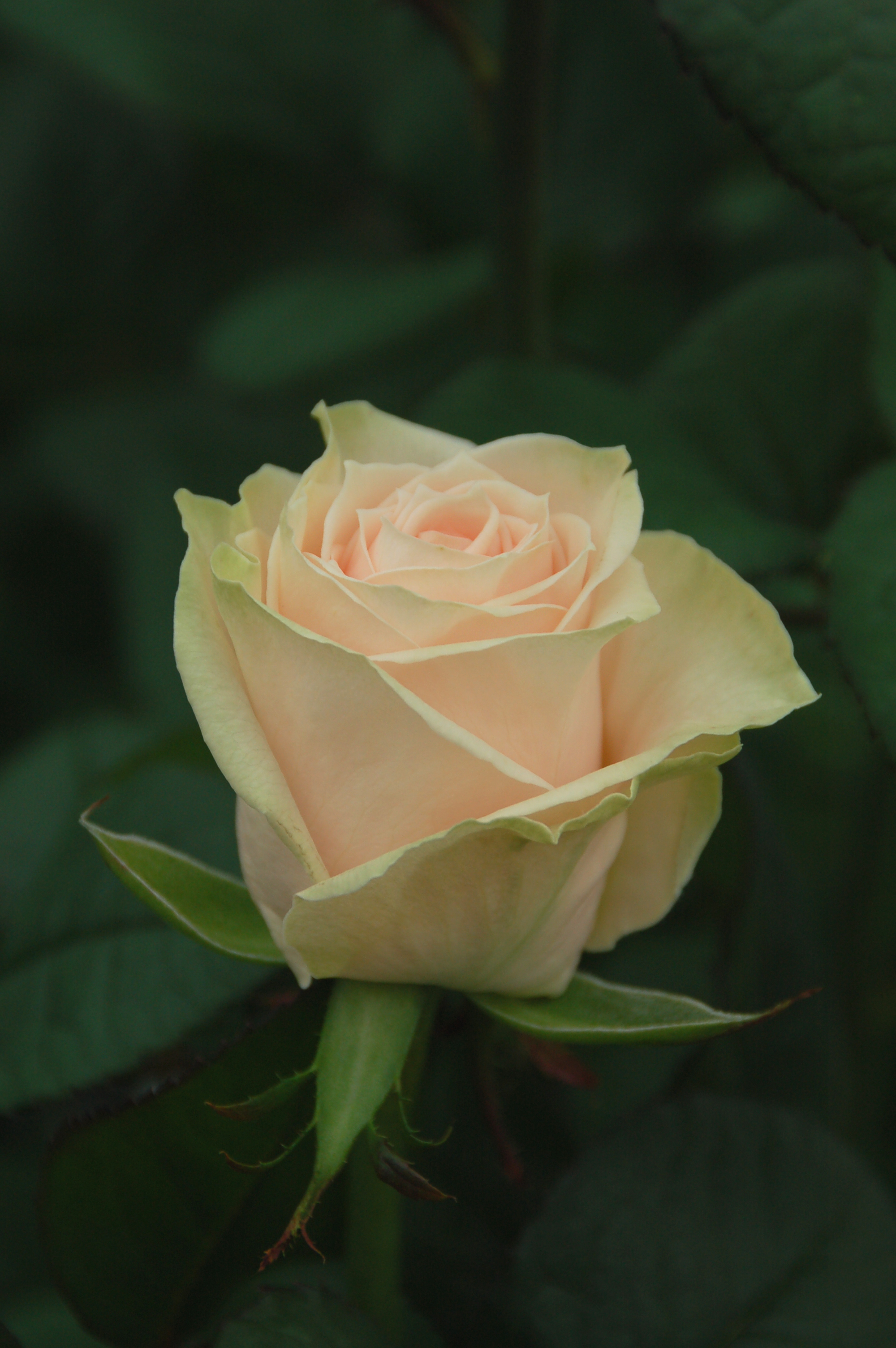 Rose Tinkerbell Schreurs | OBP - Opplysningskontoret for blomster og ...
