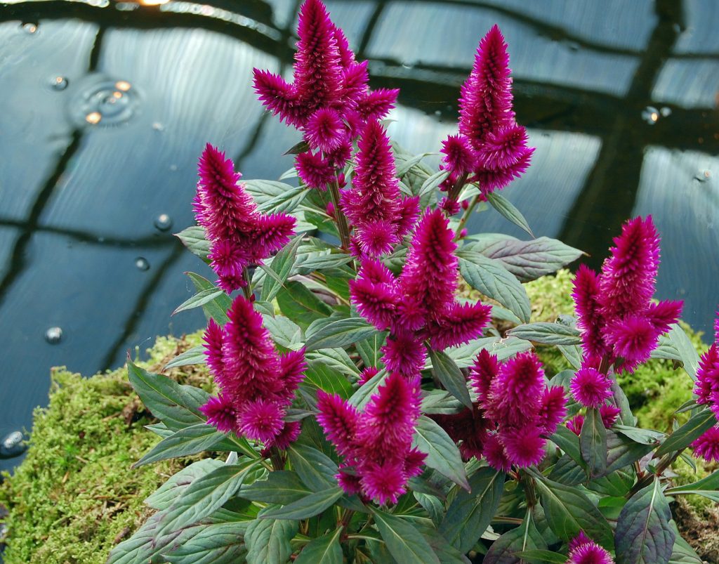 Hanekam, eller Celosia er en praktfull og fremmedartet blomst | OBP ...