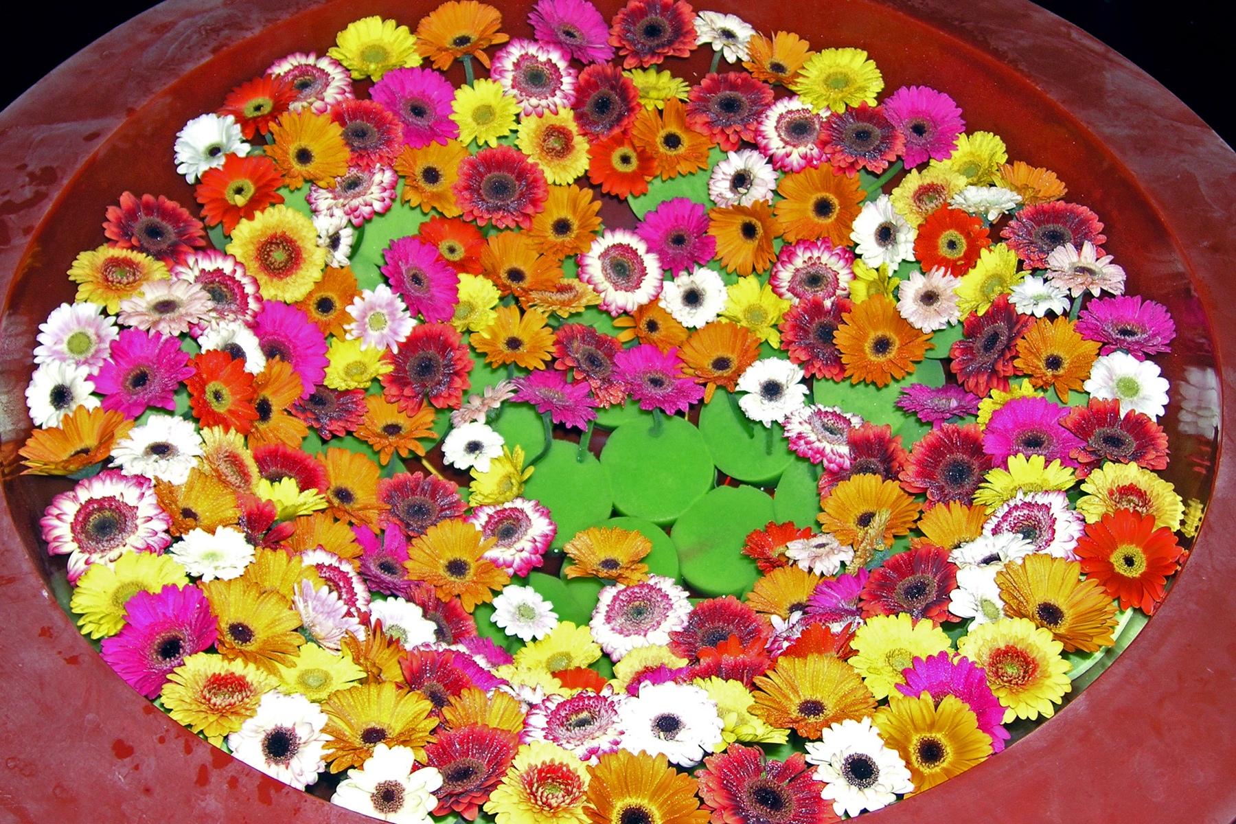 Stort fat med mengder av flotte gerbera | OBP - Opplysningskontoret for ...