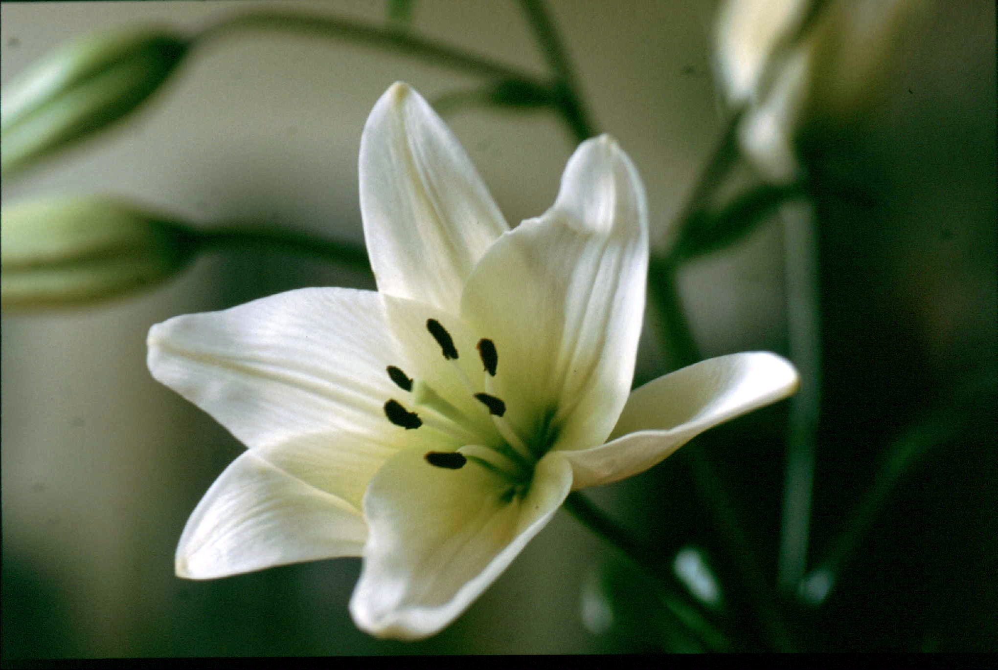 Produksjon av liljer | OBP - Opplysningskontoret for blomster og planter