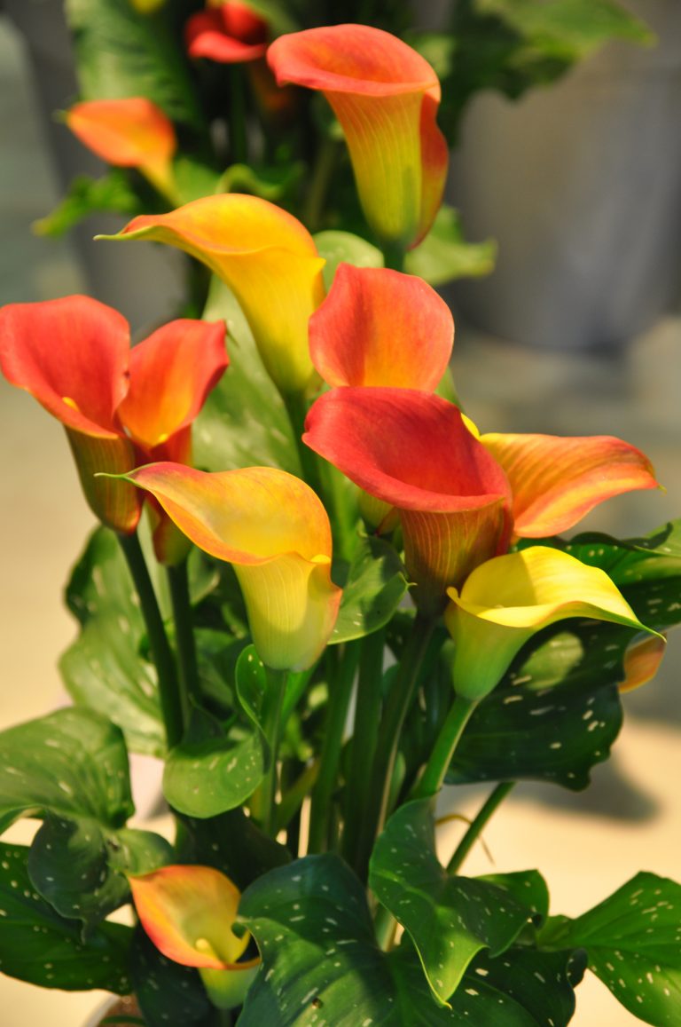 Kala, Zantedeschia | OBP - Opplysningskontoret for blomster og planter