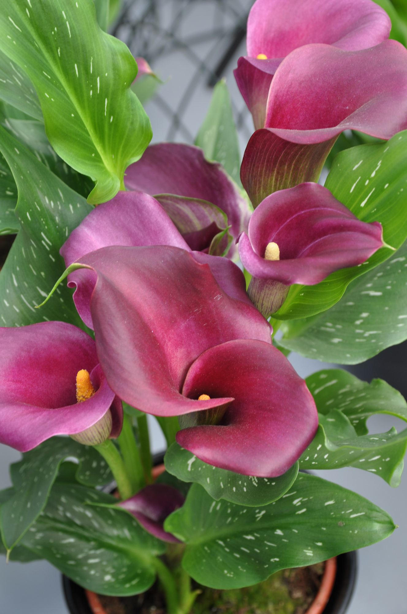 Kala, Zantedeschia | OBP - Opplysningskontoret for blomster og planter