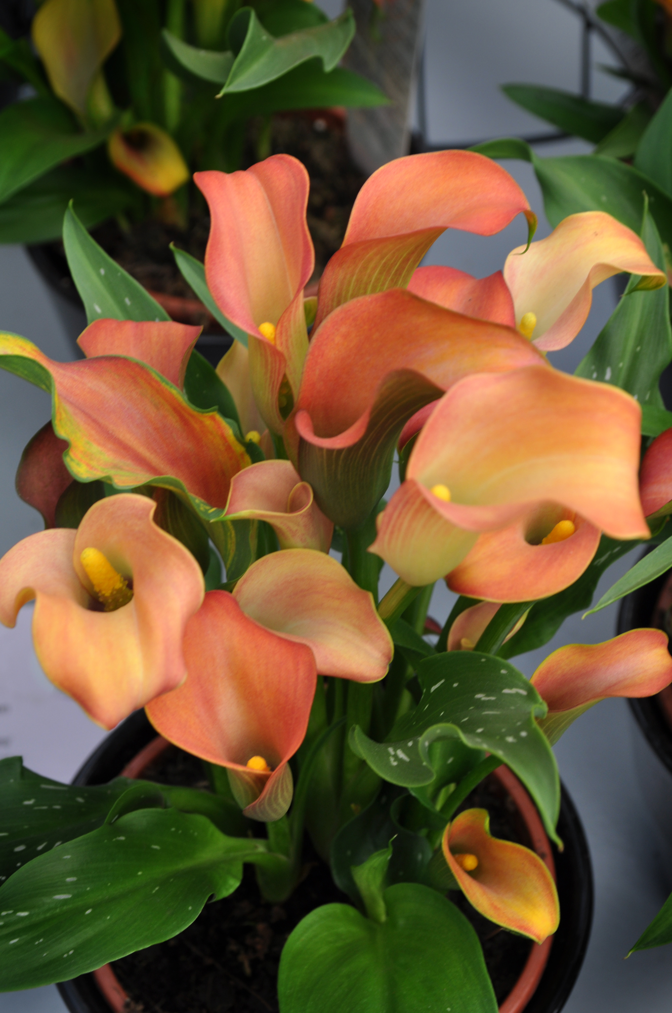Kala, Zantedeschia | OBP - Opplysningskontoret for blomster og planter