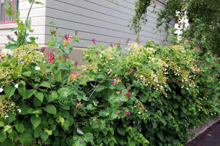 Klatrehortensia og kaprifol | OBP - Opplysningskontoret for blomster og ...