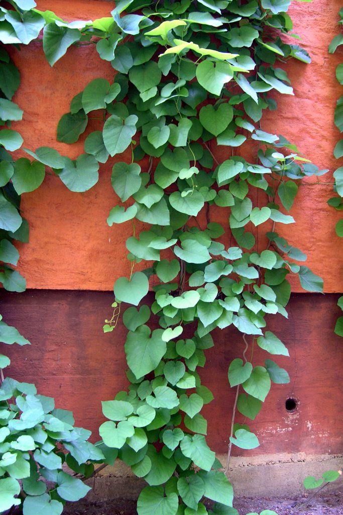 Pipeholurt Aristolochia OBP Opplysningskontoret For Blomster Og