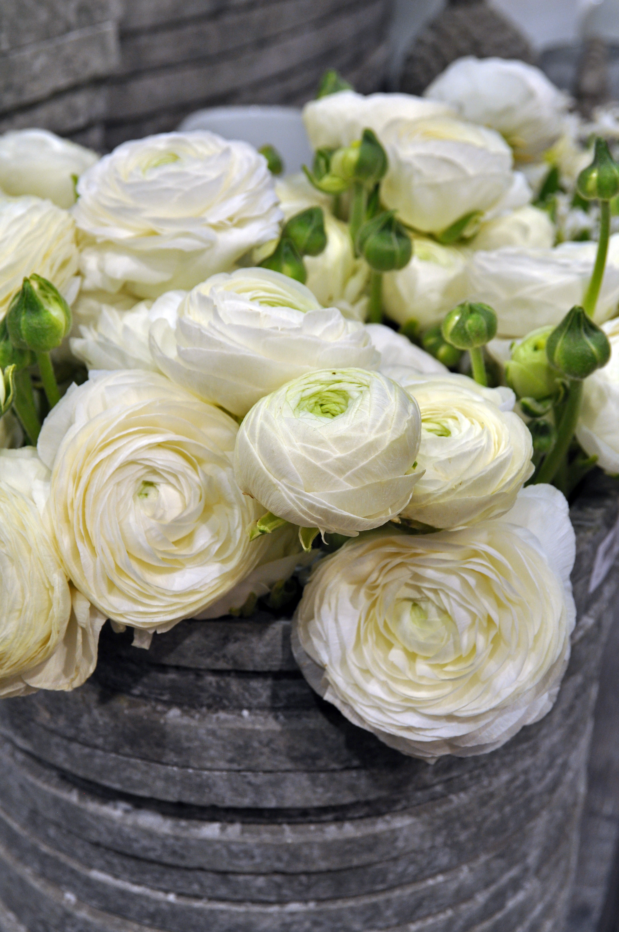 Hvite ranunkler i vase | OBP - Opplysningskontoret for blomster og planter