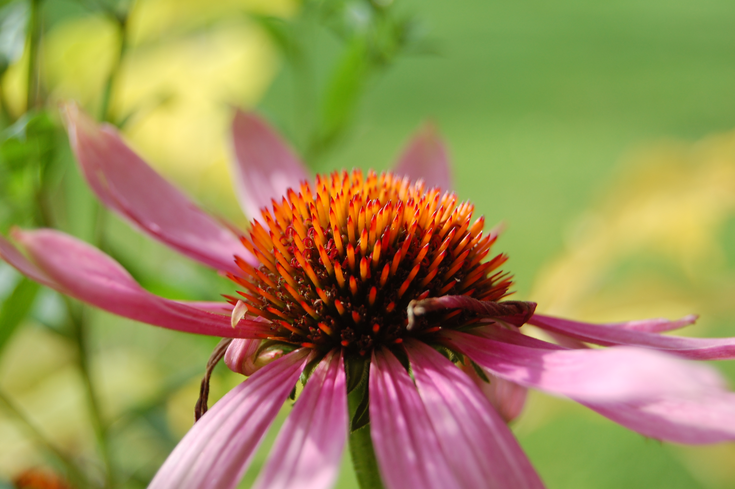 Purpursolhatt, Echinea | OBP - Opplysningskontoret for blomster og planter