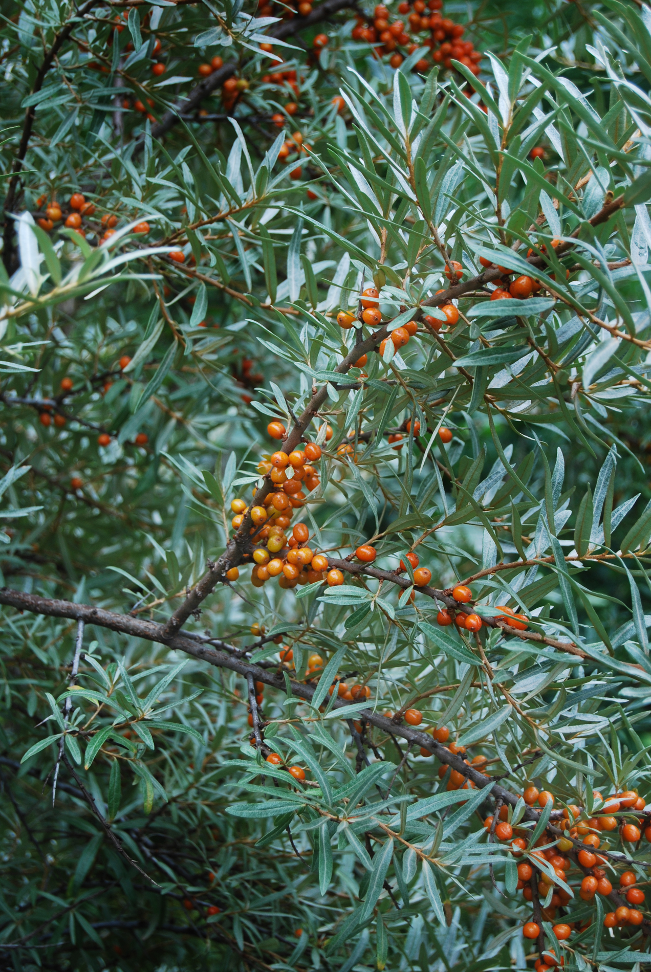 Tindved, Hippophae rhamnoides | OBP - Opplysningskontoret for blomster ...