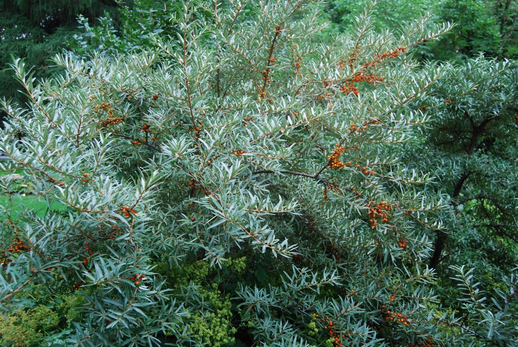 Tindved, Hippophae rhamnoides | OBP - Opplysningskontoret for blomster ...