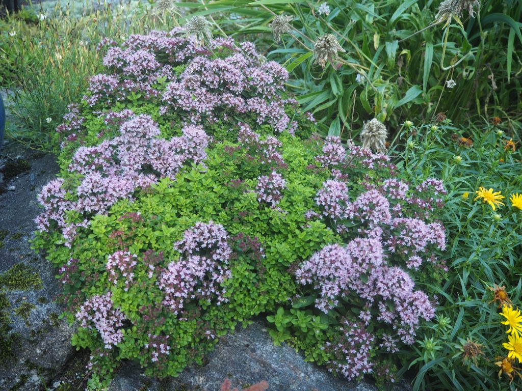 Origanum vulgare ‘Compactum’ har spiselige blomster og blader | OBP ...