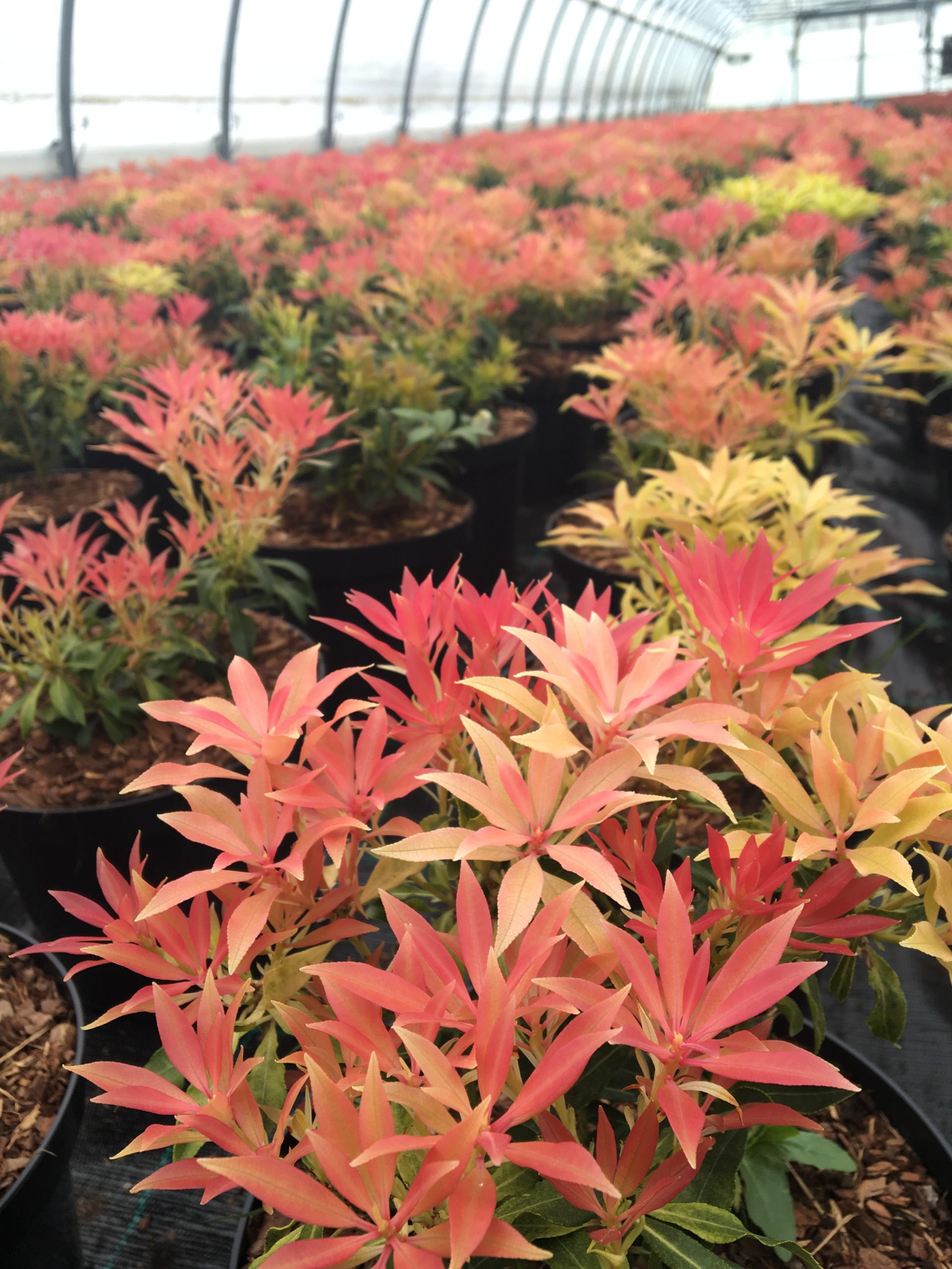 Pieris – busken med intense farger på unge skudd | OBP ...